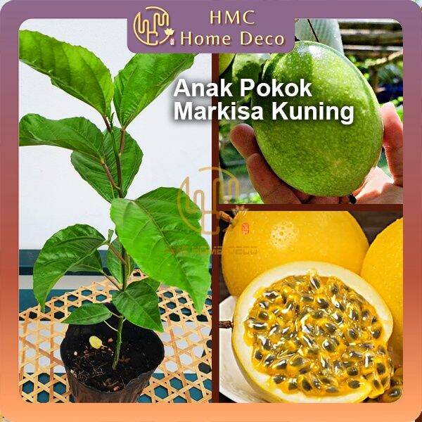 Anak Pokok Markisa Kuning Pokok Buah Hidup Golden Yellow Passion Fruit ...