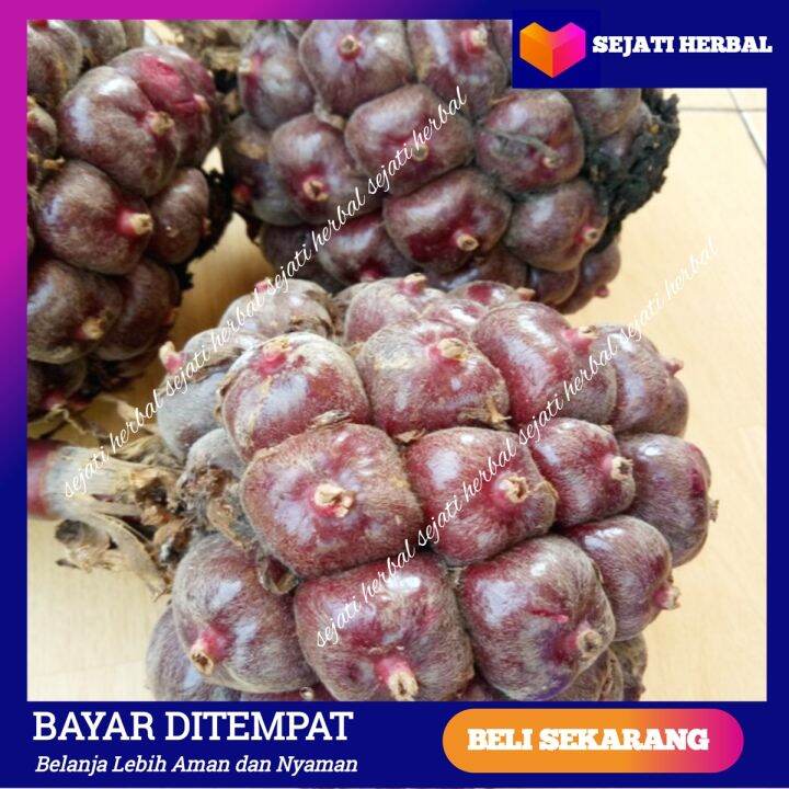 Buah honje Buah honje merah Buah honje laka buah kecombrang honje Buah ...
