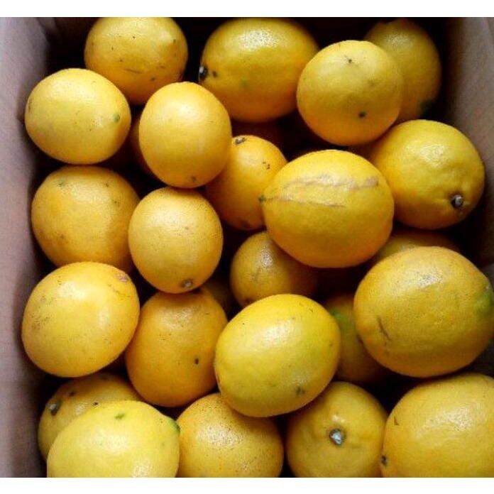 Lemon California Segar harga satuan kemasan vacuum | Lazada Indonesia