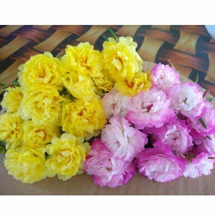 Carnation lemon dan clara, 30 keratan | Lazada