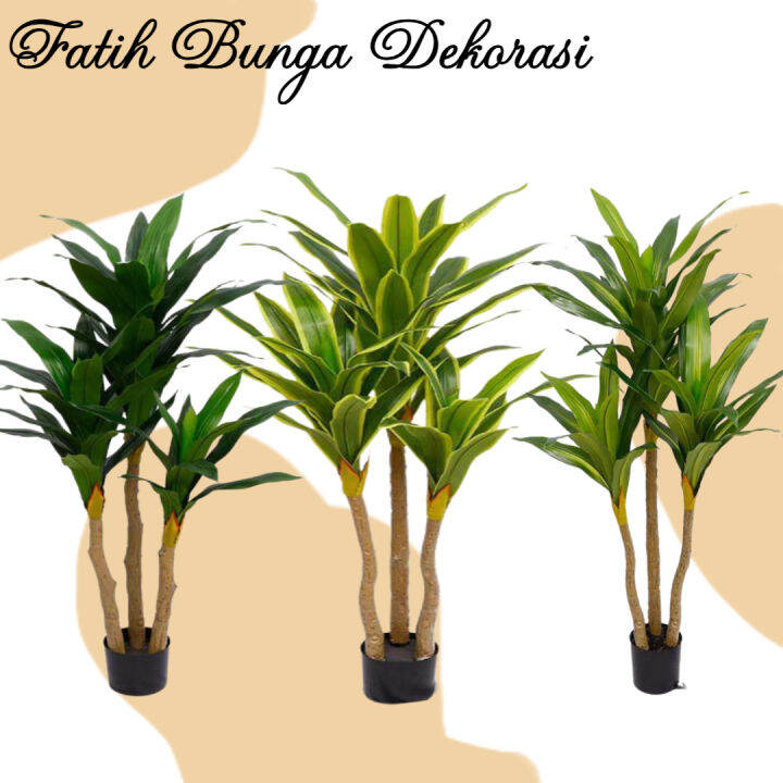 Pohon Pandan Bali/Tanaman Pohon Pandan Bali/Tanaman Hias/Pandan Bali ...