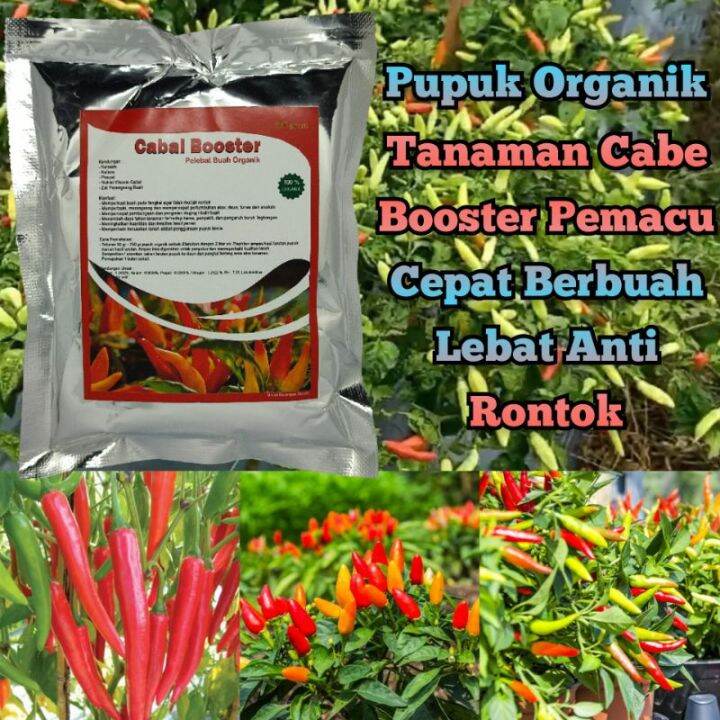 Pupuk Organik Booster Cabe 250gr | Pelebat Cabai Serbuk Terbaik Agar Cepat Berbuah lebat | Cocok ...