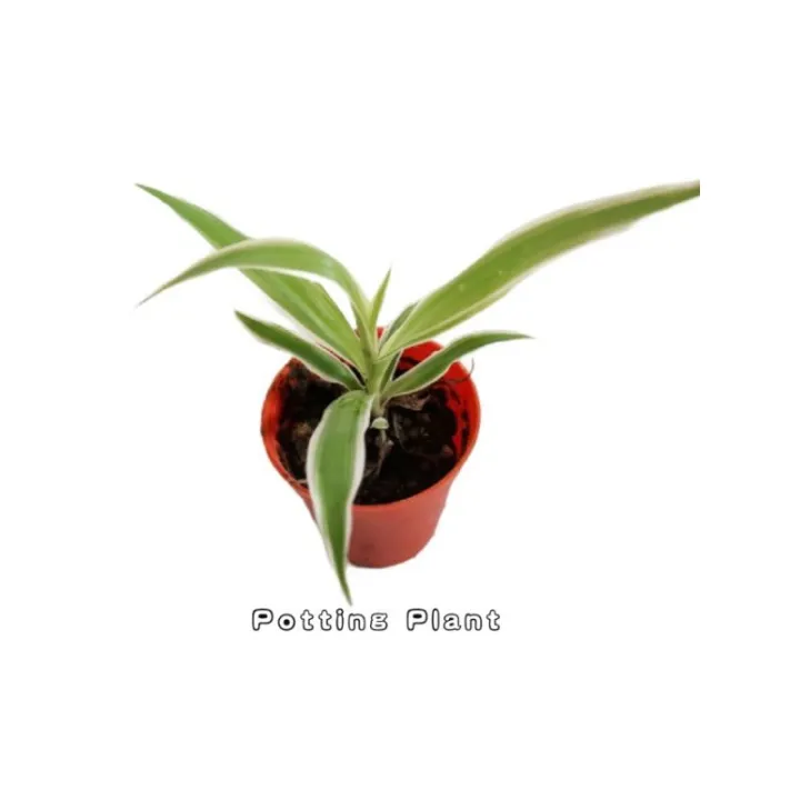 Potting Plant-Spider plant 5.5cm pot | Lazada