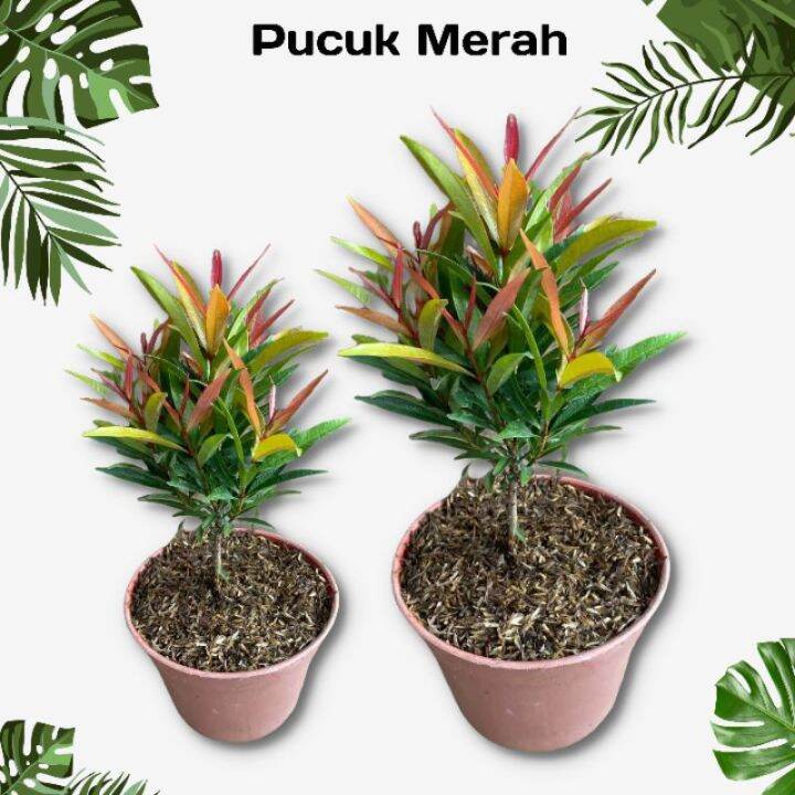 Tanaman Pohon Daun Pucuk Merah - Bibit Pucuk Merah 20/50 Cm | Lazada ...