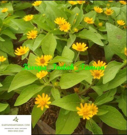 Pohon matahari mini - tanaman hias bunga matahari mini | Lazada Indonesia