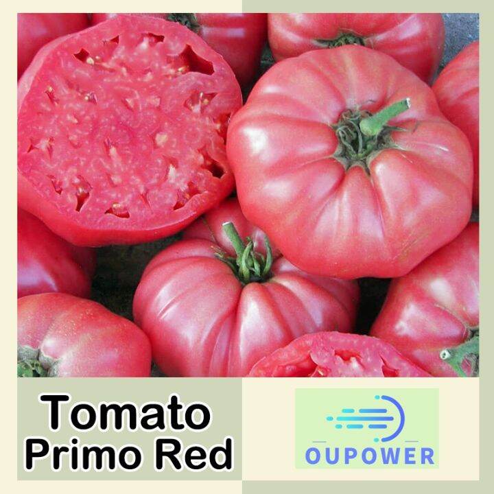 [Free 1pack Rooting Power] Tomato Primo Red F1 Vegetable Seeds 20PCS ...
