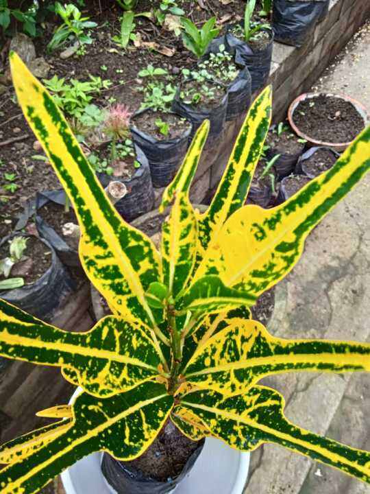 POHON PURING JET-bibit tanaman puring jet warna kuning | Lazada Indonesia