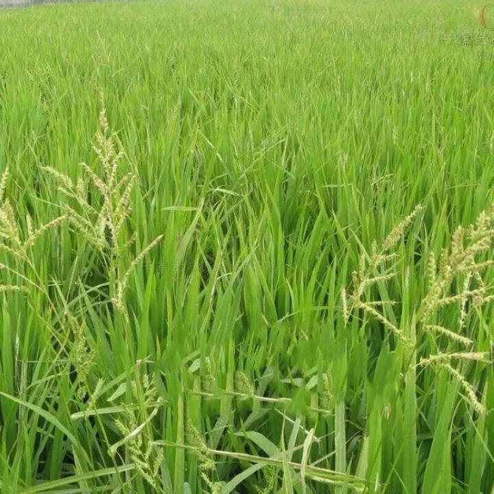 Millet grass, barnyard grass seeds, water barnyard grass seeds, water ...