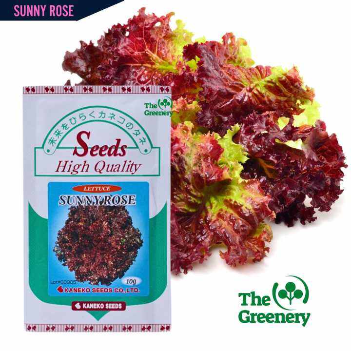 Authentic Kaneko Japan | Sunny Rose Lettuce | 10,000 Seeds | Lazada PH