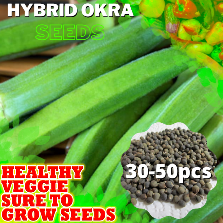 BUY 1 TAKE 1 pack(5-10 pcs) HYBRID OKRA SEEDS /SMOOTH GREEN VARIETY ...