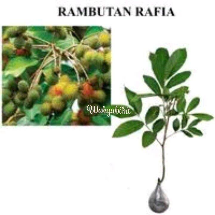bibit rambutan rapiah okulasi benih pohon tanaman buah di dalam pot ...