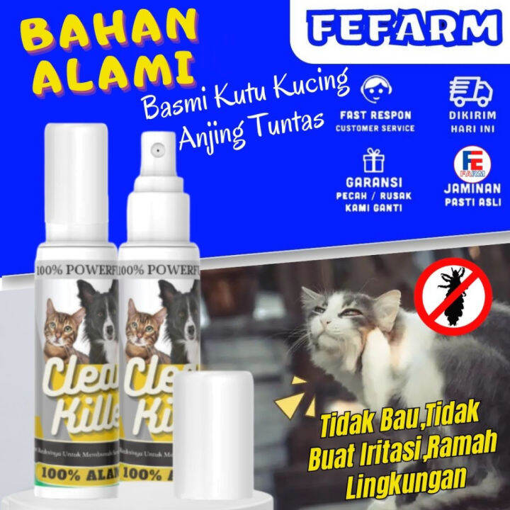 Clean Killer Solusi Efektif untuk Menghilangkan Kutu pada Kucing dengan ...