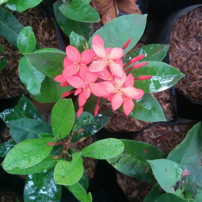 tanaman hias soka merah - siantan - asoka hawai merah | Lazada Indonesia