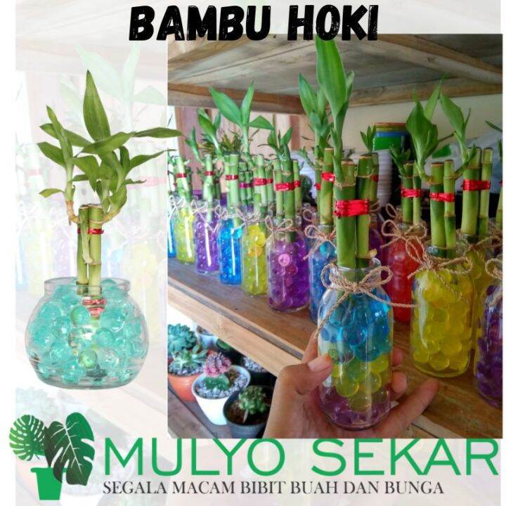 TERMURAH tanaman BAMBU HOKI - BAMBU AIR - BAMBU HIAS - sri rejeki ...