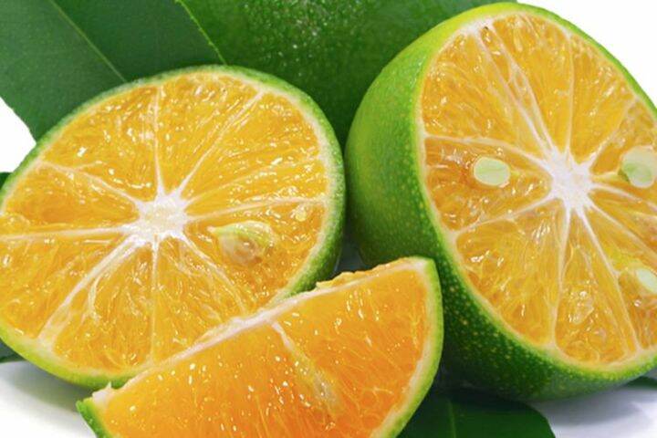 Jeruk Sonkit / Songkit, Jeruk Kasturi, Lemon Cui, Jeruk Kunci, Jeruk ...