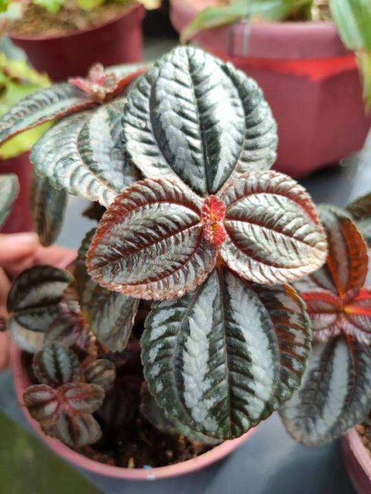 Pilea Involucrata (Rare) with flower and FREE plastic pot, and garden ...