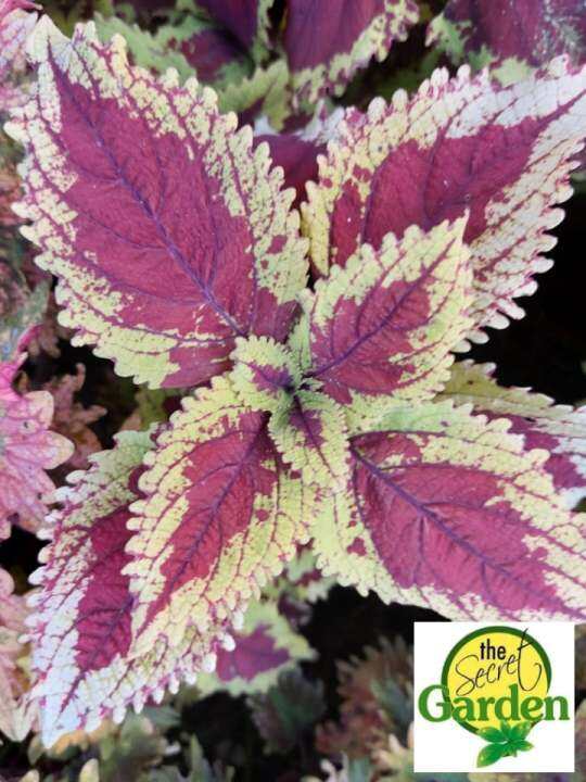 Mayana Corrugated Red Yellow (Rare) with FREE plastic pot, and garden ...