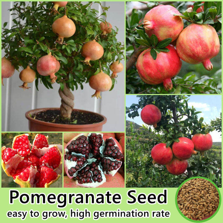 จุดประเทศไทย 50เมล็ด/ห่อ ทับทิมแดง เมล็ดพันธุ์ Pomegranate Plants Seed ...