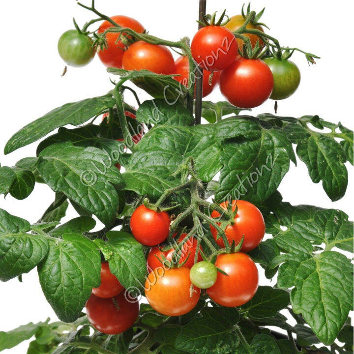 Buy three bags and get eight free(Not Plants) Red Robin Tomato Seeds ...
