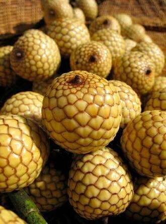 Rattan Fruit Tree seeds | Lazada PH