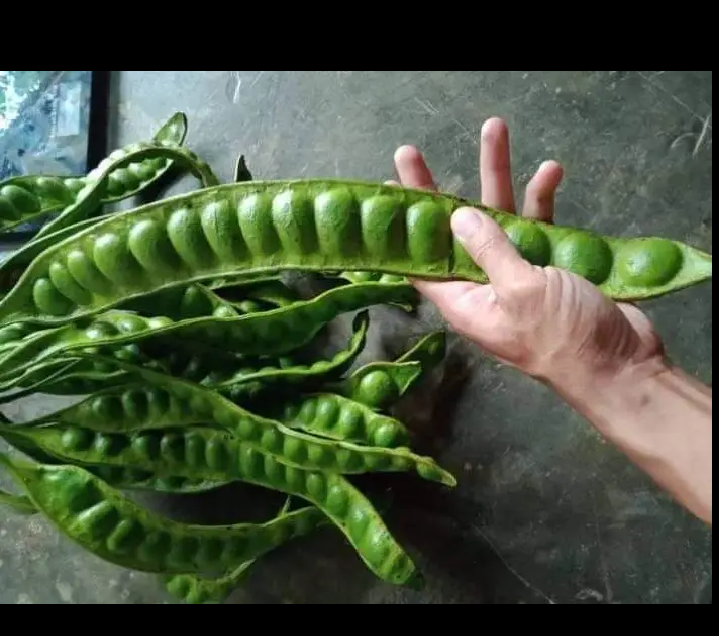 buah petai fresh dan super tua isi 10 | Lazada Indonesia