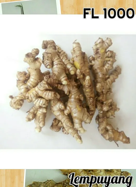 lempuyang emprit segar 1 kg | Lazada Indonesia