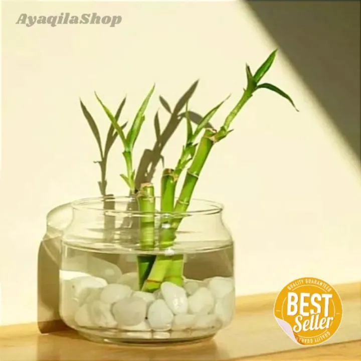 VAS BUNGA TABUNG KACA / POT TANAMAN AIR AESTHETIC / BAMBU HOKI | Lazada ...