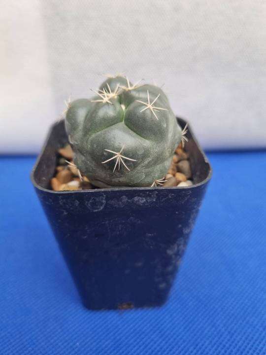 แคคตัส กระบองเพชร ช้าง Corypantha Elephant's Tooth Cactus ในกระถาง 2 ...