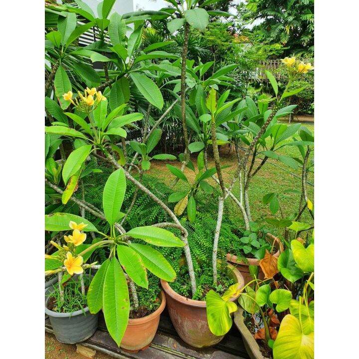 Big Yellow Flower White Edge Kalachuchi Seeds, Plumeria Seeds - Variety ...