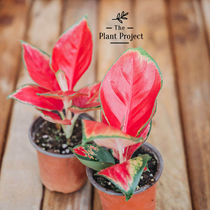 Aglaonema Super Red 发财红 The Plant Project | Lazada
