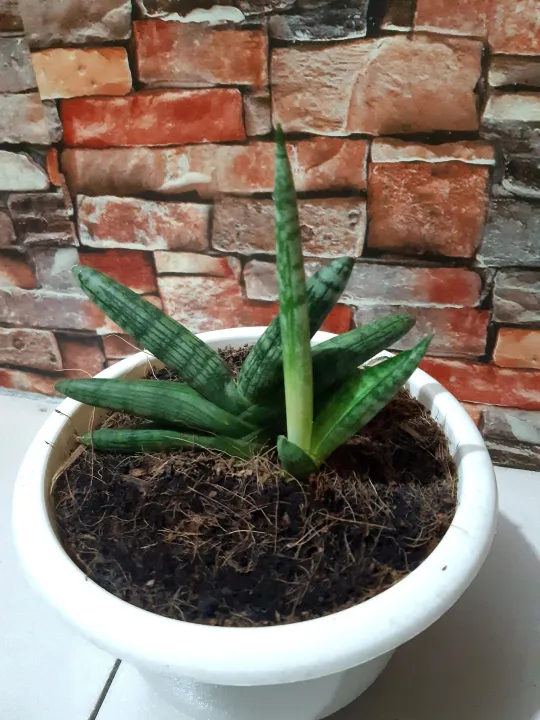 Boncel Plant | Lazada PH