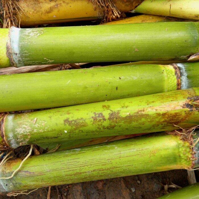 new tebu hijau segar | Lazada Indonesia