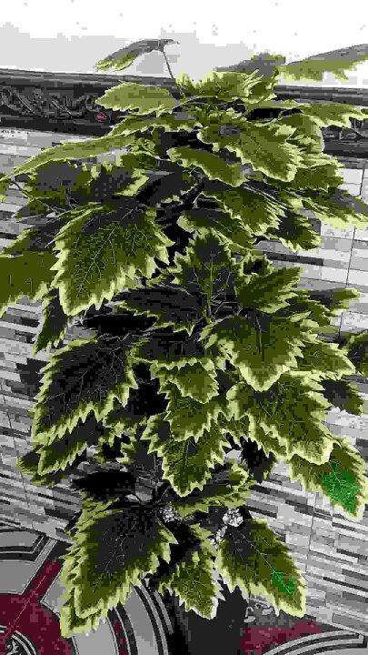 Tanaman artifisial daun gerigi tinggi 130cm | Lazada Indonesia