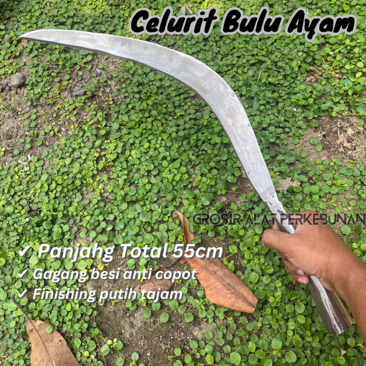 Arit Celurit Gagang Besi Khas Madura Panjang Berbentuk Bulu Ayam - Sabit Cluritan Super Tajam ...