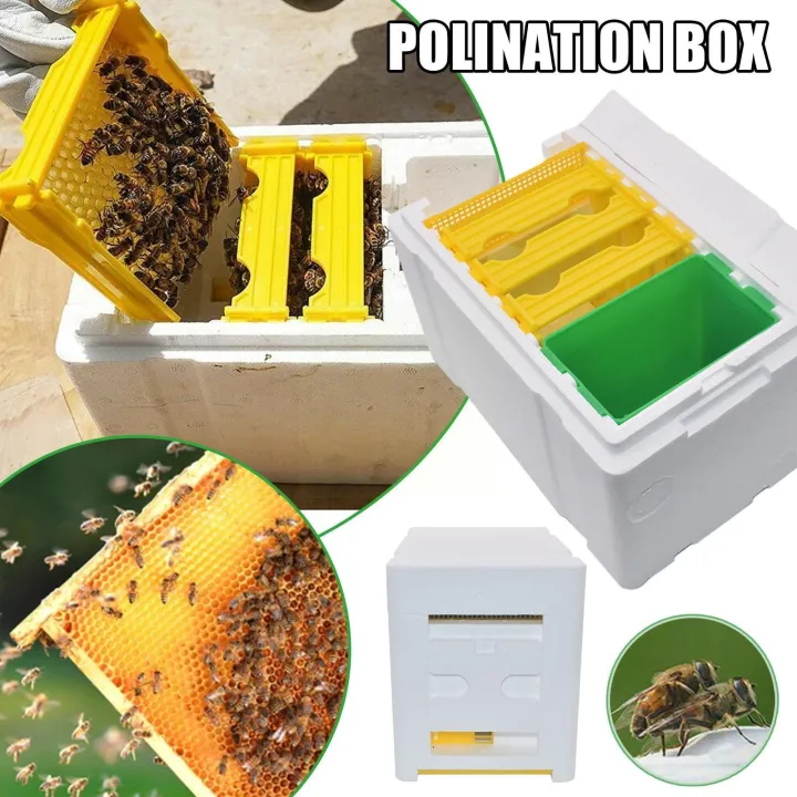 Queen Bee Breeding Box Bee Mating Box Foam Beehive Breeding Beeshive ...