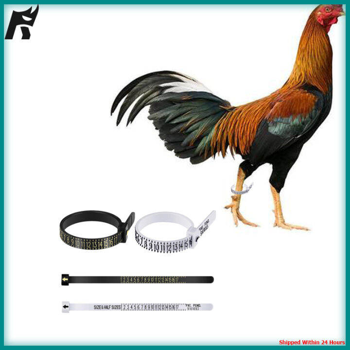 Gamefowl Rooster Chick leg foot measuring ruler Poultry leg measuring ...