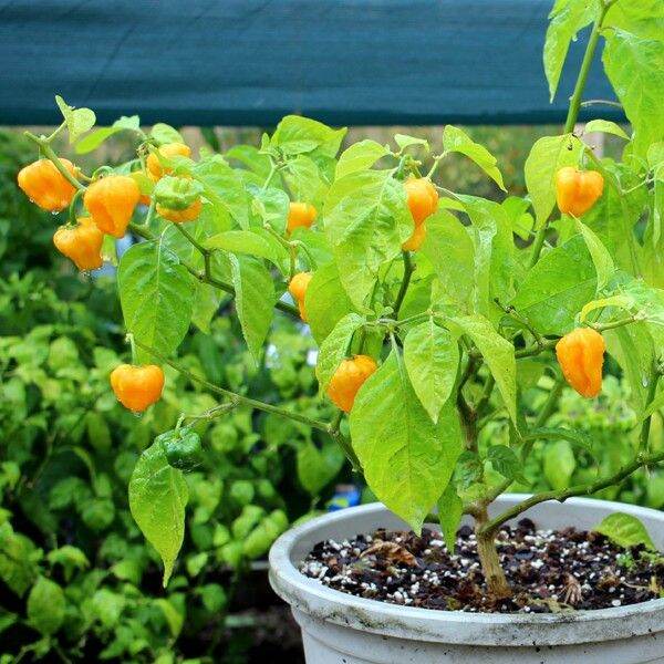 buy one get one free, 50 seeds (not plants)Scotch Bonnet Pepper Seeds ...