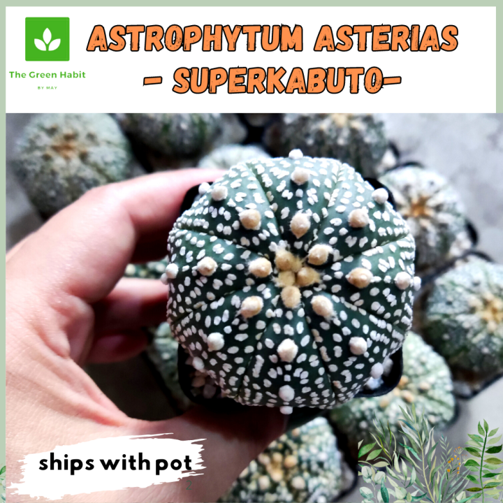 TGH | Astrophytum Asterias - Superkabuto: Rare and Captivating Cactus for Plant Collectors ...