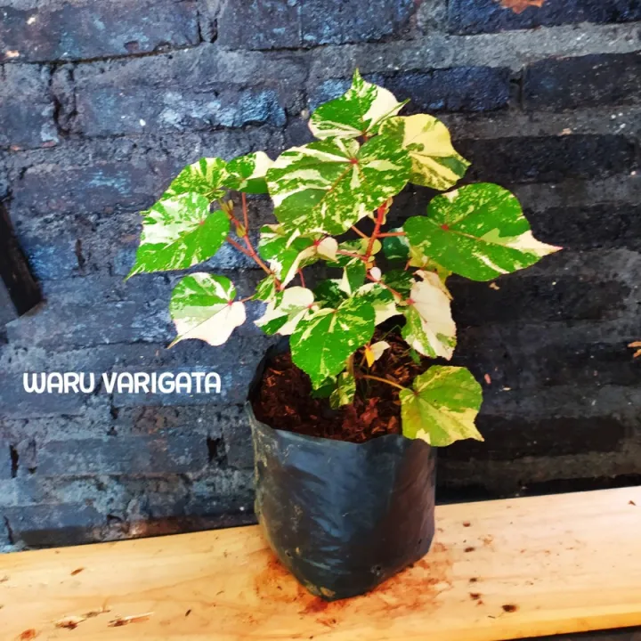 Waru Variegata Tanaman Hias Waru Varigata Tanaman Hias Unik | Lazada ...