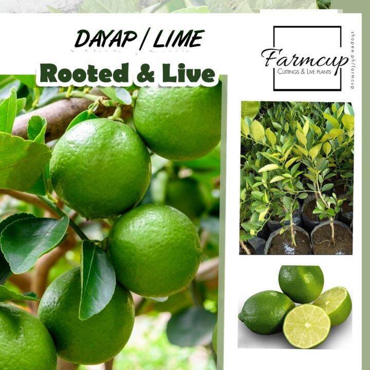 DAYAP LIVE PLANT, KEY LIME, Dalayap | Lazada PH