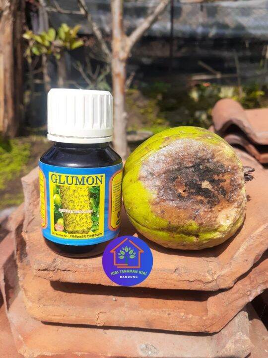 Obat Lem Perangkap Lalat Buah Pada Cabe Jambu Mangga Anggur Paling ...