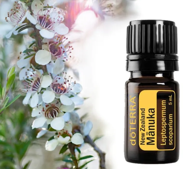 Doterra Manuka 5ml essential oil | Lazada
