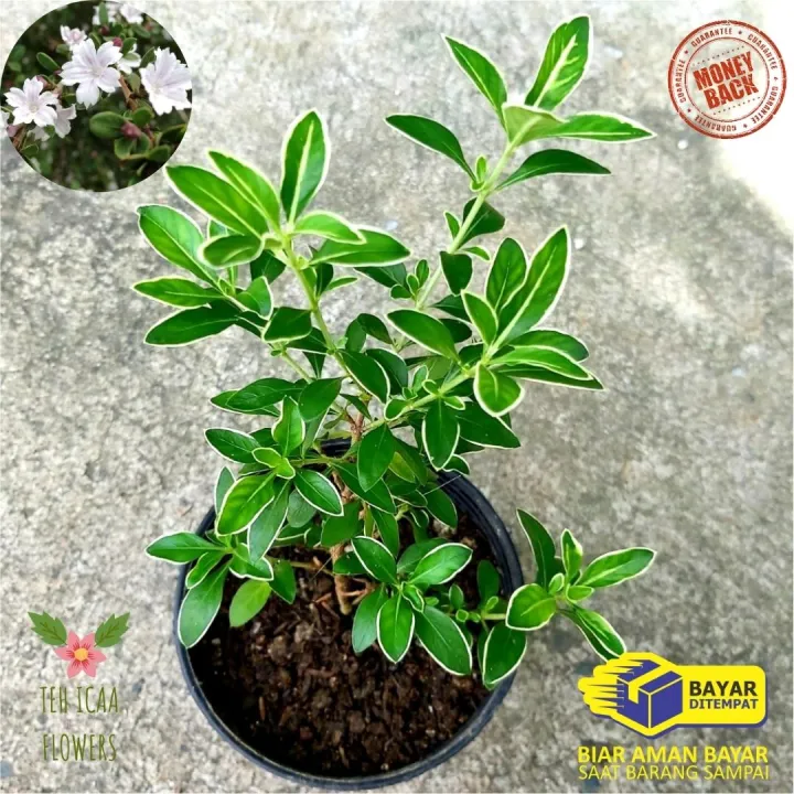 KUALITAS SUPER BUNGA SERIBU BINTANG TANAMAN HIDUP SERIBU BINTANG BAHAN ...