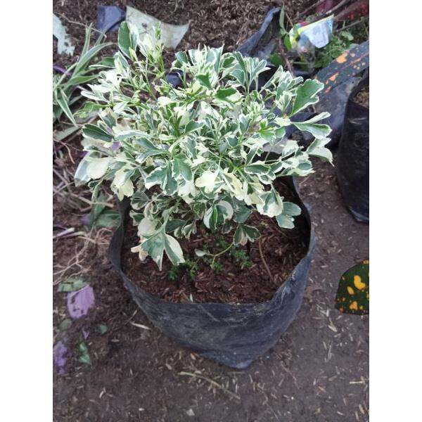 Variegated Dwarf Papua (Kalipay) Live plant for sale | Lazada PH