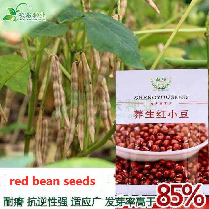 50g/bag red adzuki bean potted plant green non transgenic vegetable ...