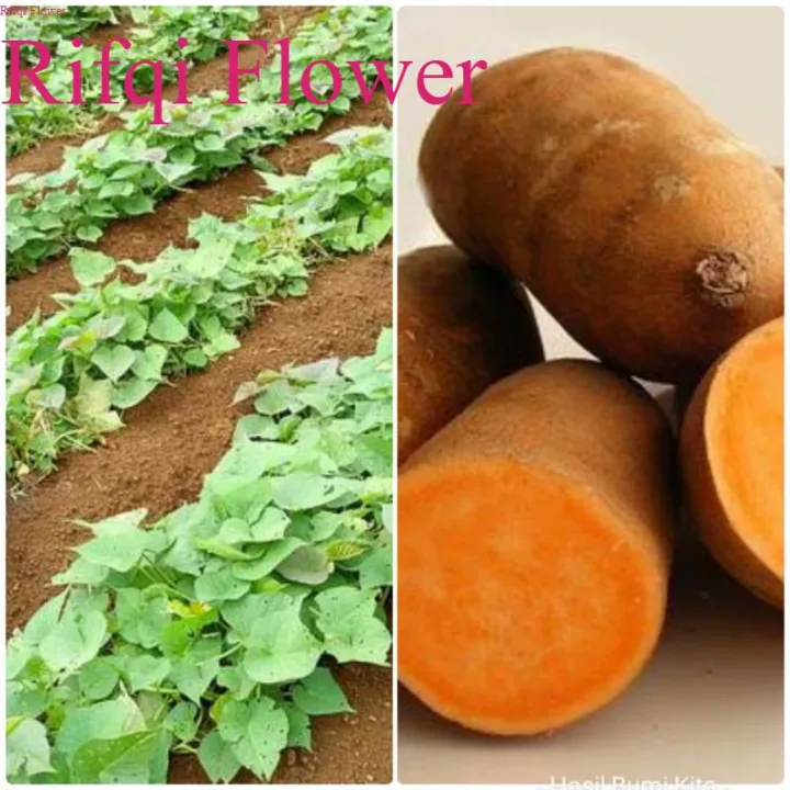 100 btg Bibit Ubi Jalar Kuning Tanaman Herbal Ubi Jalar Jepang 35 CM ...
