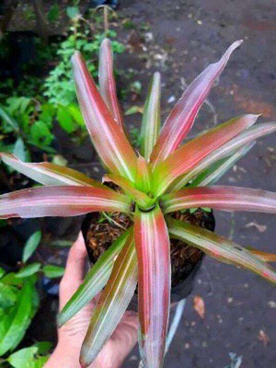 Tanaman Hias Bromelia / Pohon Hias Bromelia / Bromelia Tricolor ...