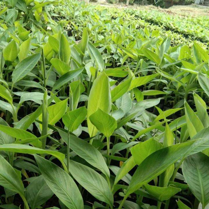 Pohon Pisang Cavendish Sunpride | Lazada Indonesia Pohon Pisang Cavendish Sunpride | Lazada Indonesia