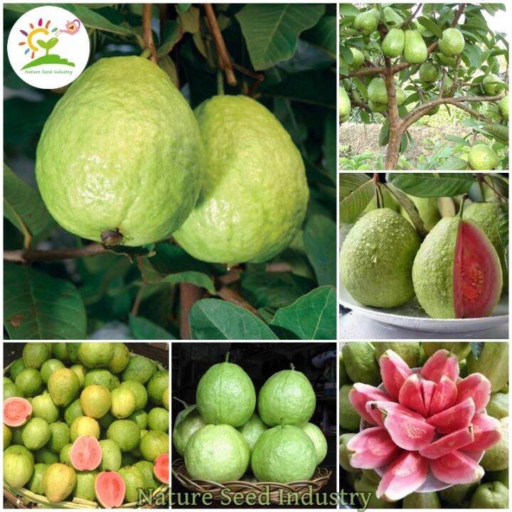100 pcs Seeds/pack Guava Seeds Bonsai fruit Tree Seeds Potted Seeds ...