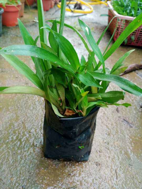Pokok Rumput Beijing/Rumput Siti Khadijah | Lazada